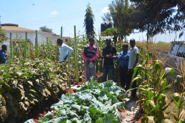 Nane nane day Celebration (Farmers day 8th August 2019 – Youth Peace Makers